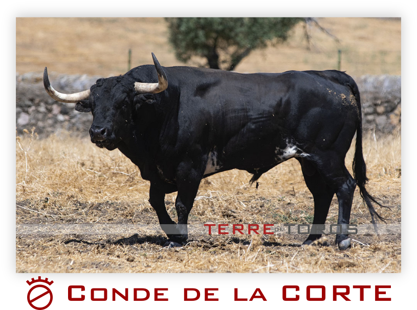 Terre de toros - Elevages - Ganaderias de toros bravos
